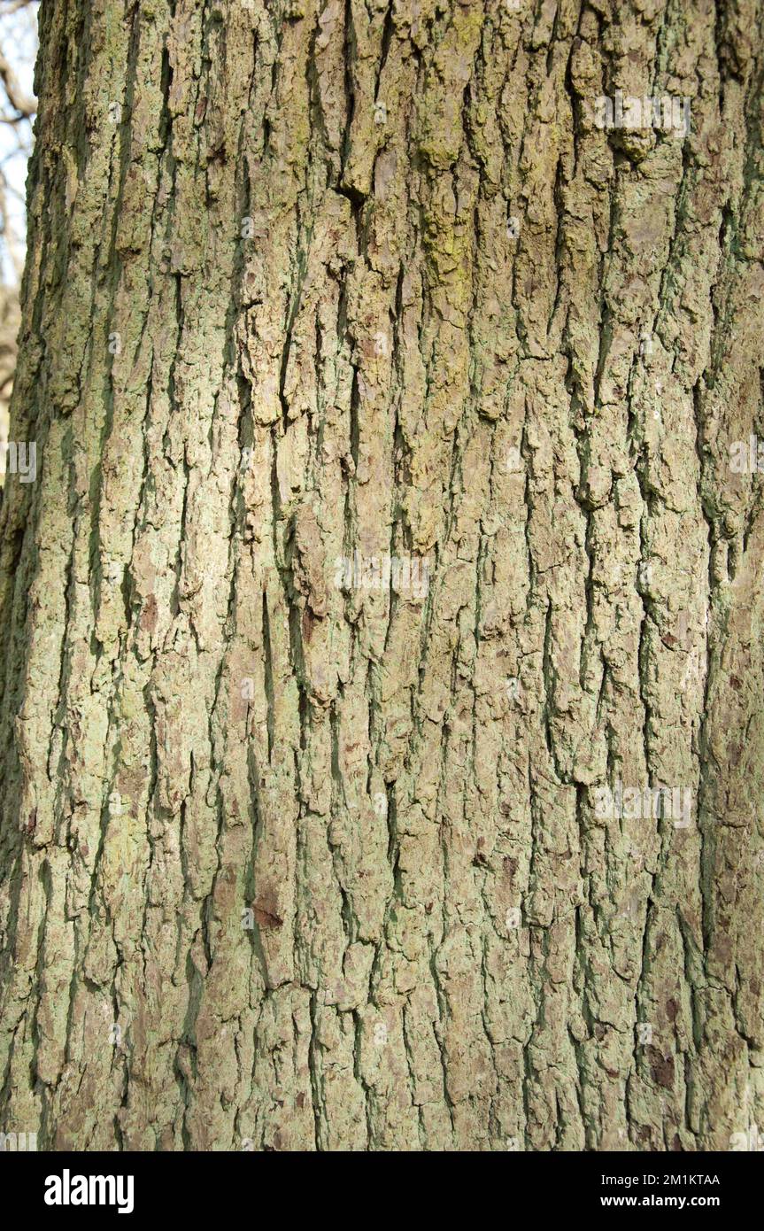 Oak bark wood hi-res stock photography and images - Alamy