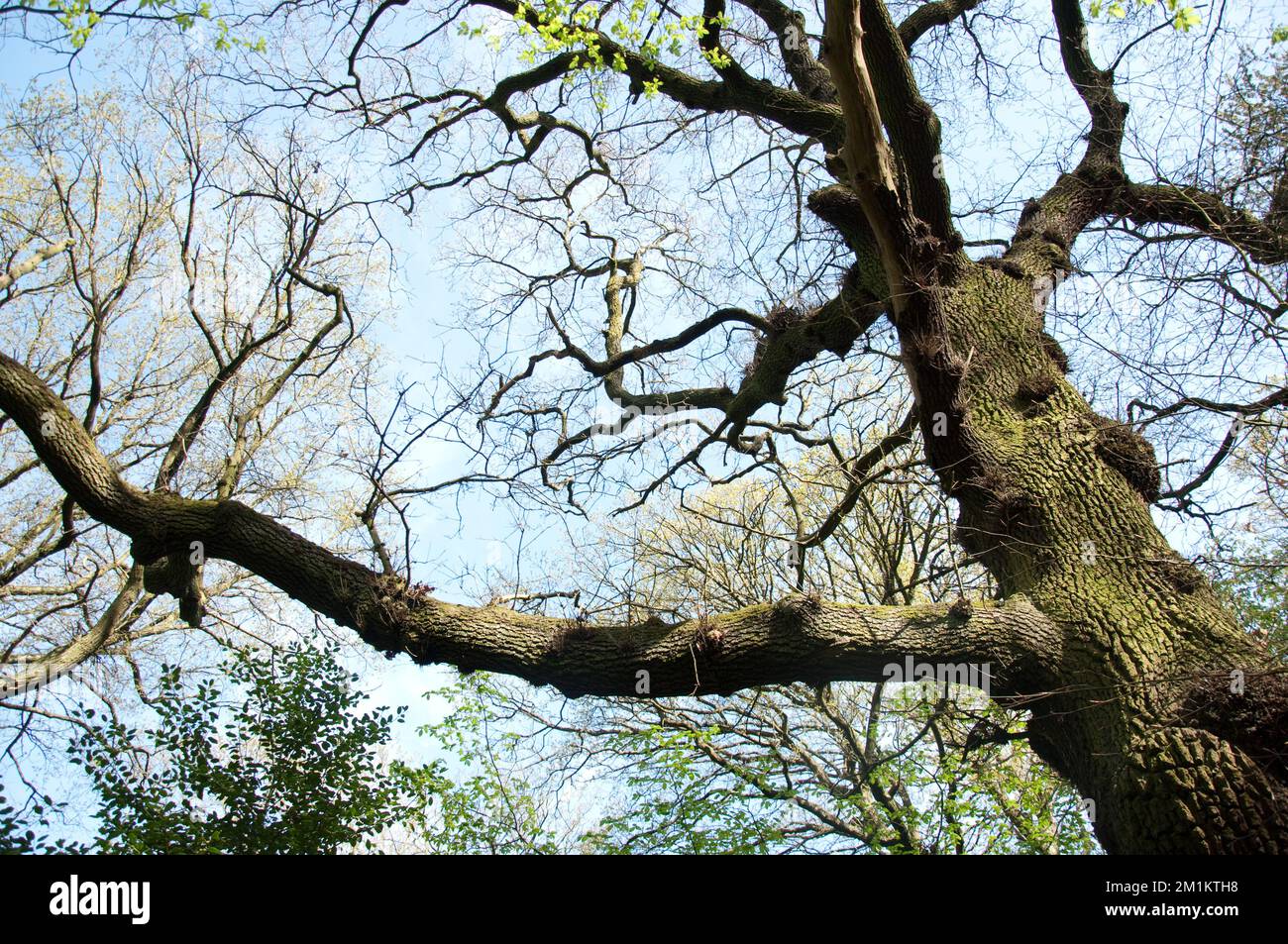 Old oak tree, Queen's Wood, Highgate, London, UK Stock Photo - Alamy