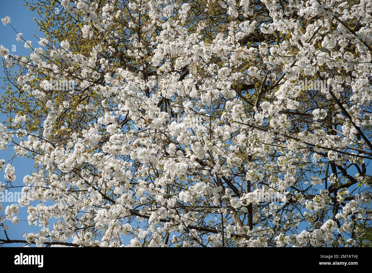 White cherry tree (prunus) in Flower, Queen's Wood, Highgate, London ...