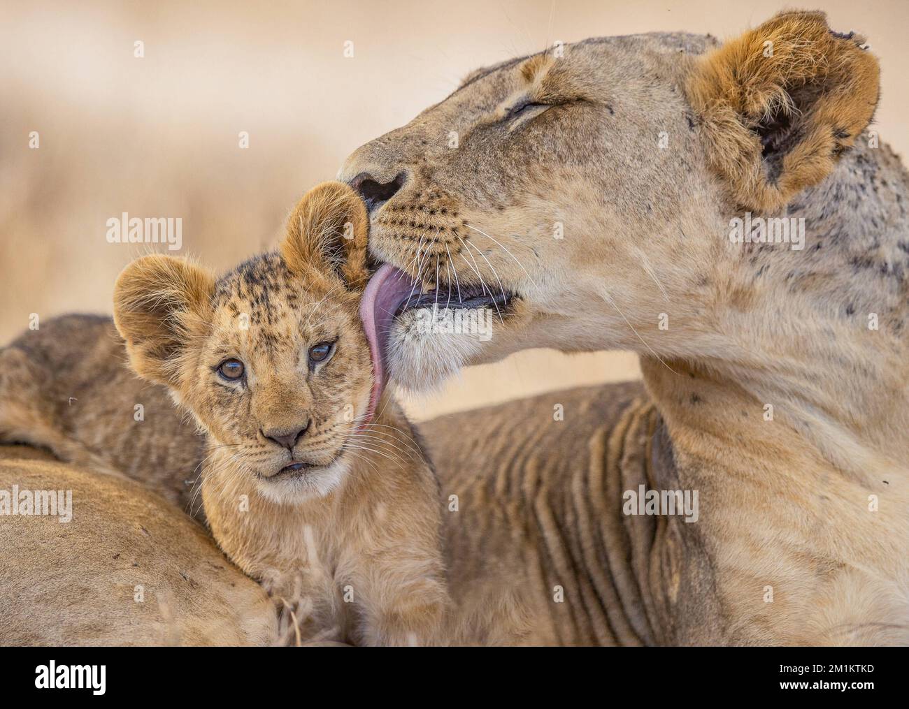 An affectionate lick. Kenya: THESE HEART-WARMING images show an over ...