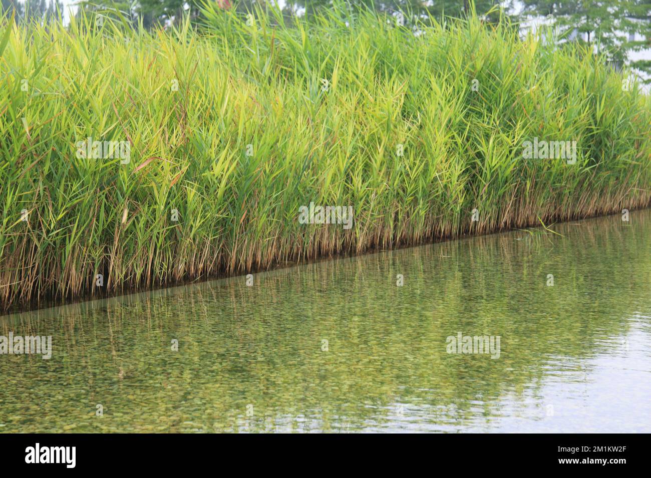 Water reservoir with a bank vegetation of reeds, blurred background ...