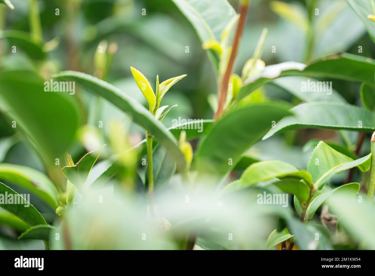 Close up of beautiful green tea crop garden rows scene, design concept ...