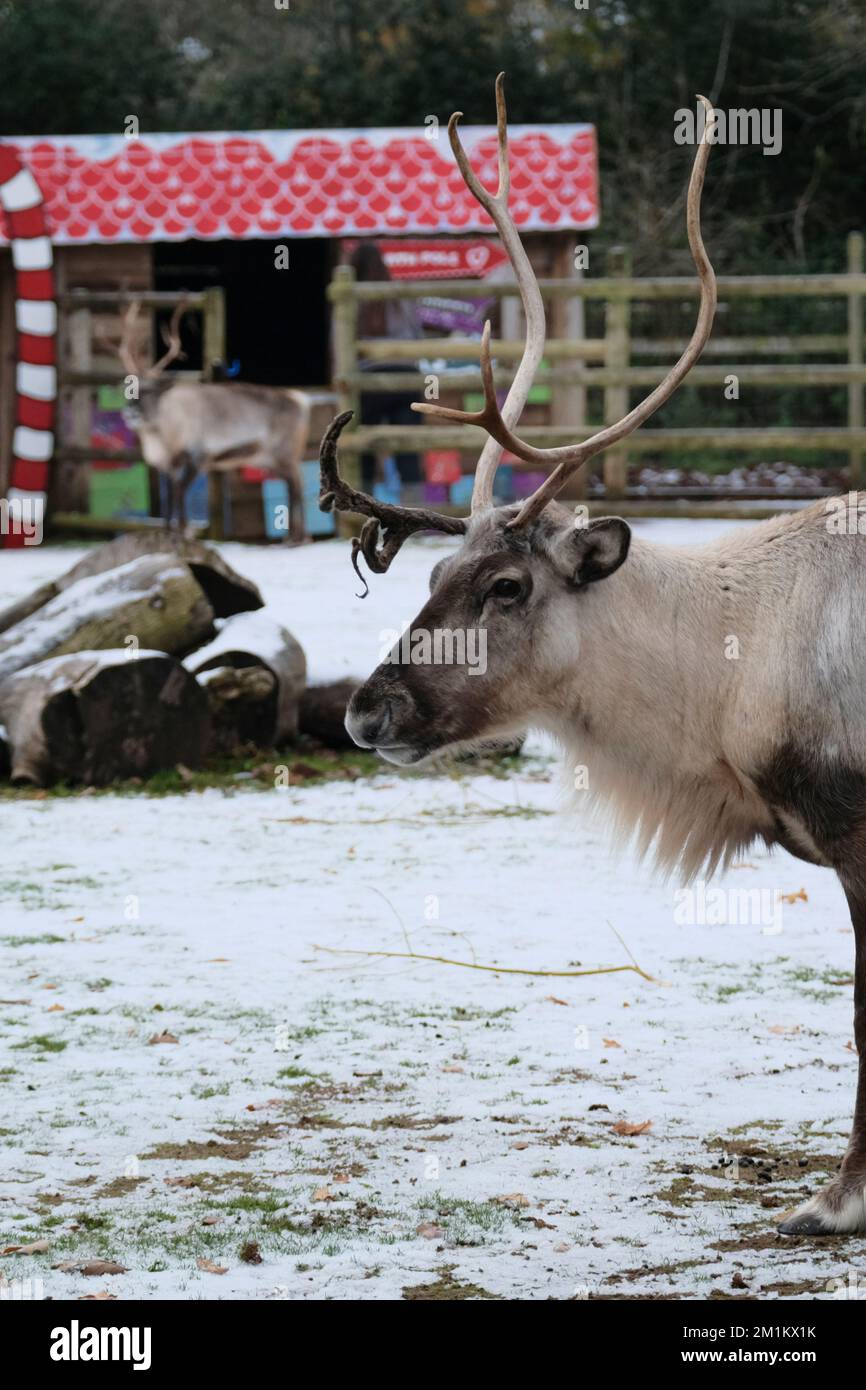 Bristol zoo opening hi-res stock photography and images - Alamy