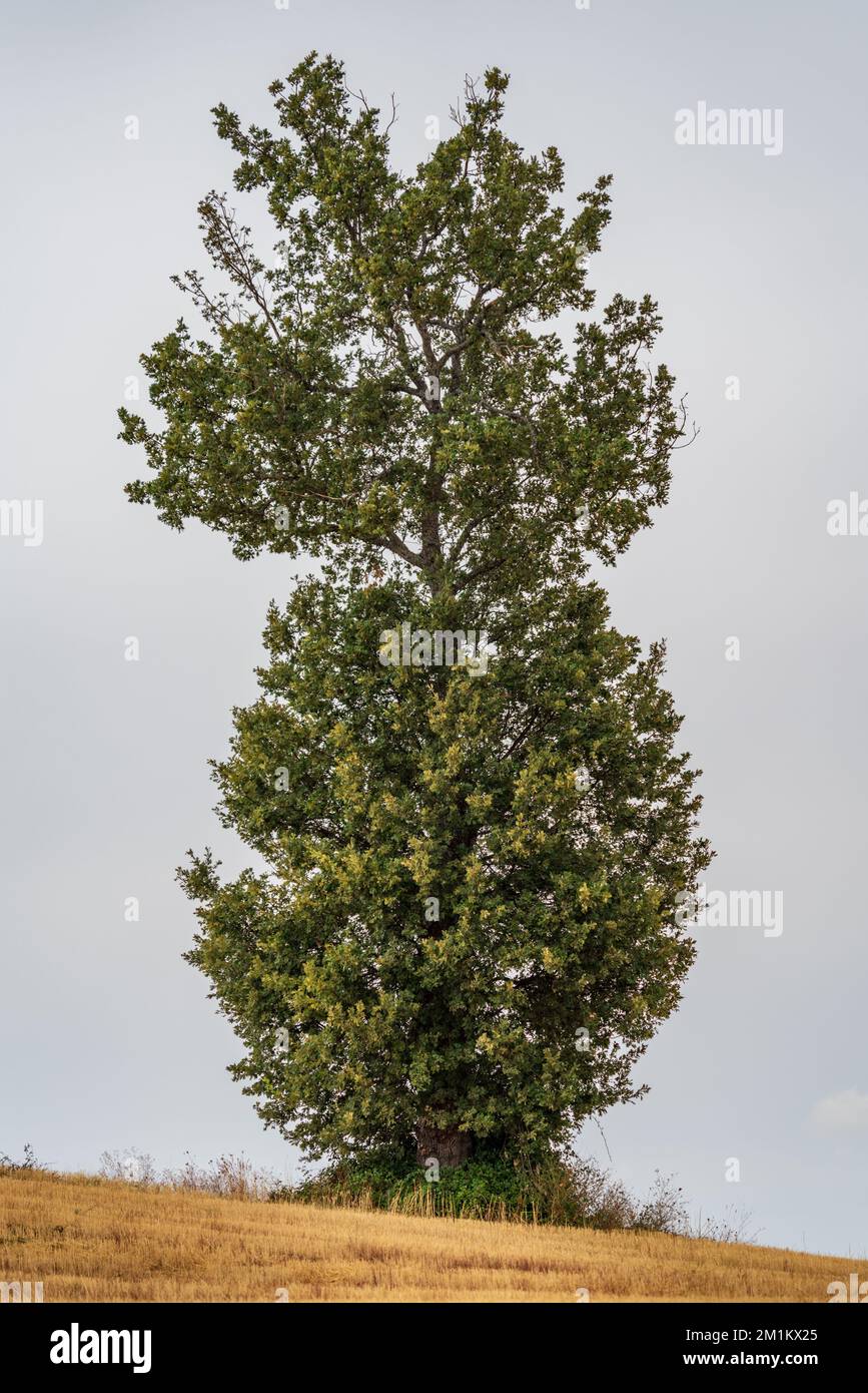 Isolated oak tree in the middle of the crop against white sky Stock ...