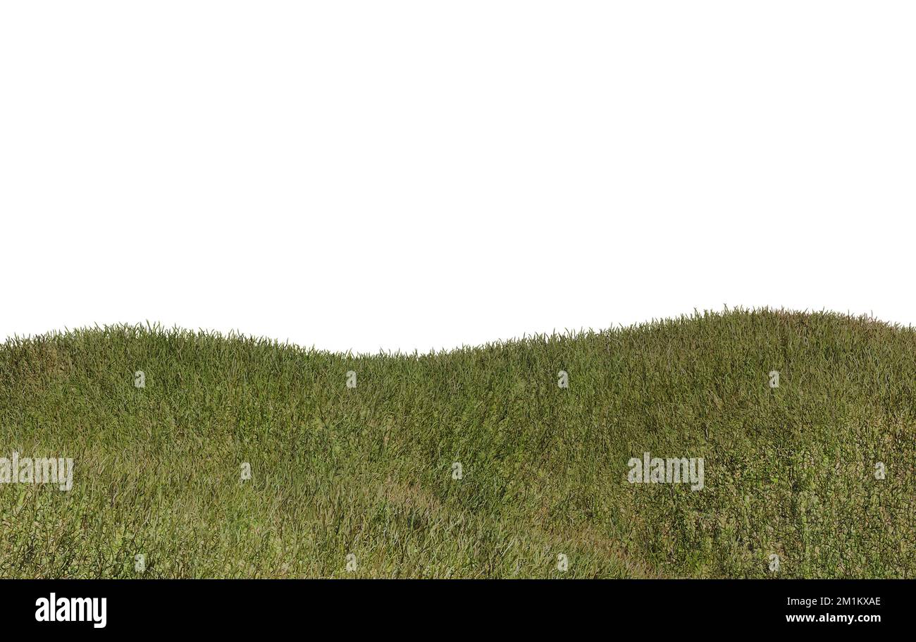 Grass isolated on white background Stock Photo - Alamy