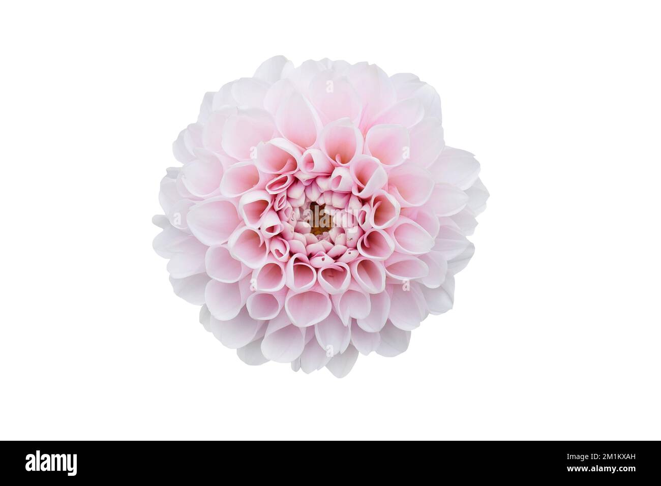 flower isolated on white background Stock Photo - Alamy