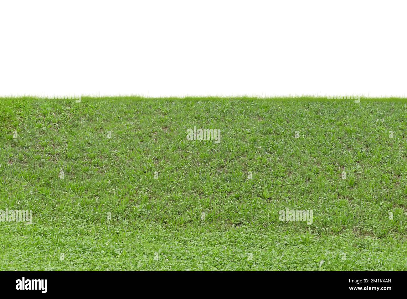 Grass isolated on white background Stock Photo - Alamy