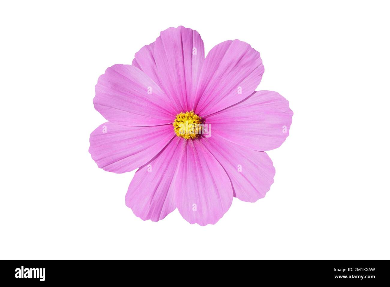 flower isolated on white background Stock Photo - Alamy