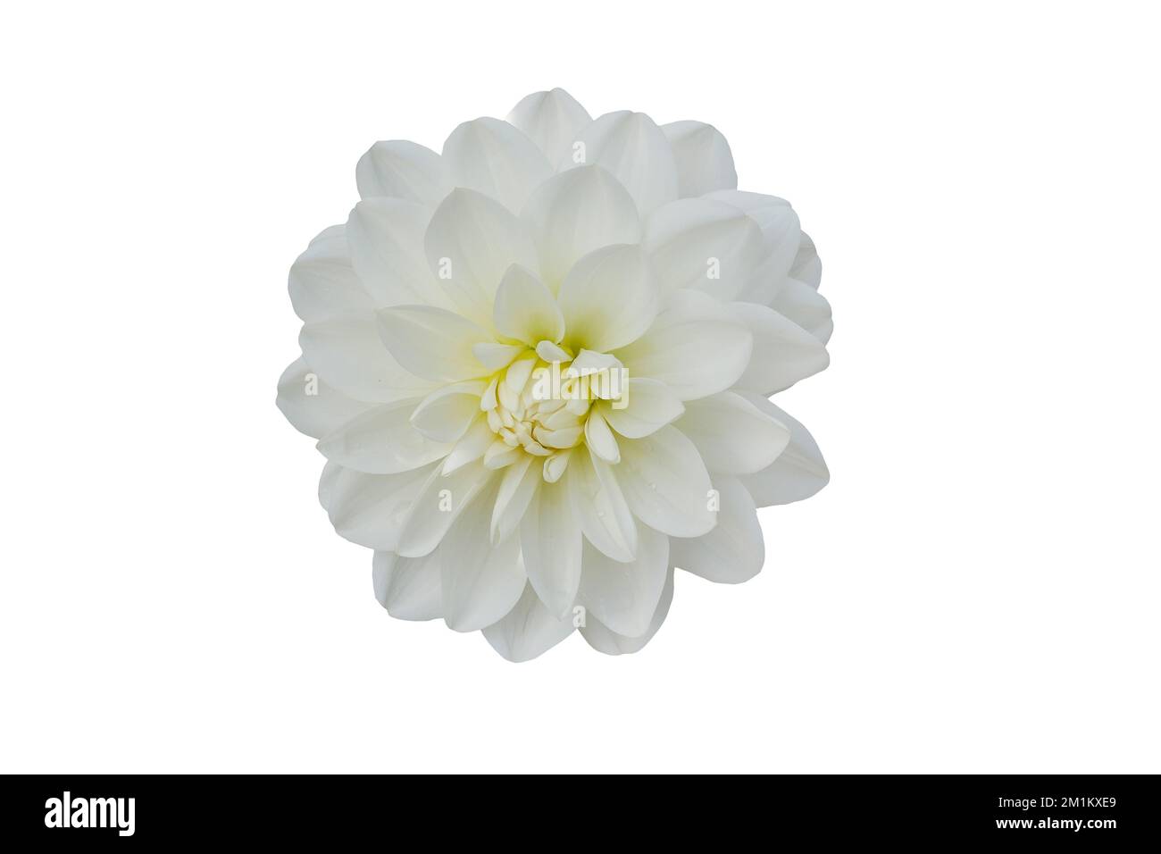 flower isolated on white background Stock Photo - Alamy