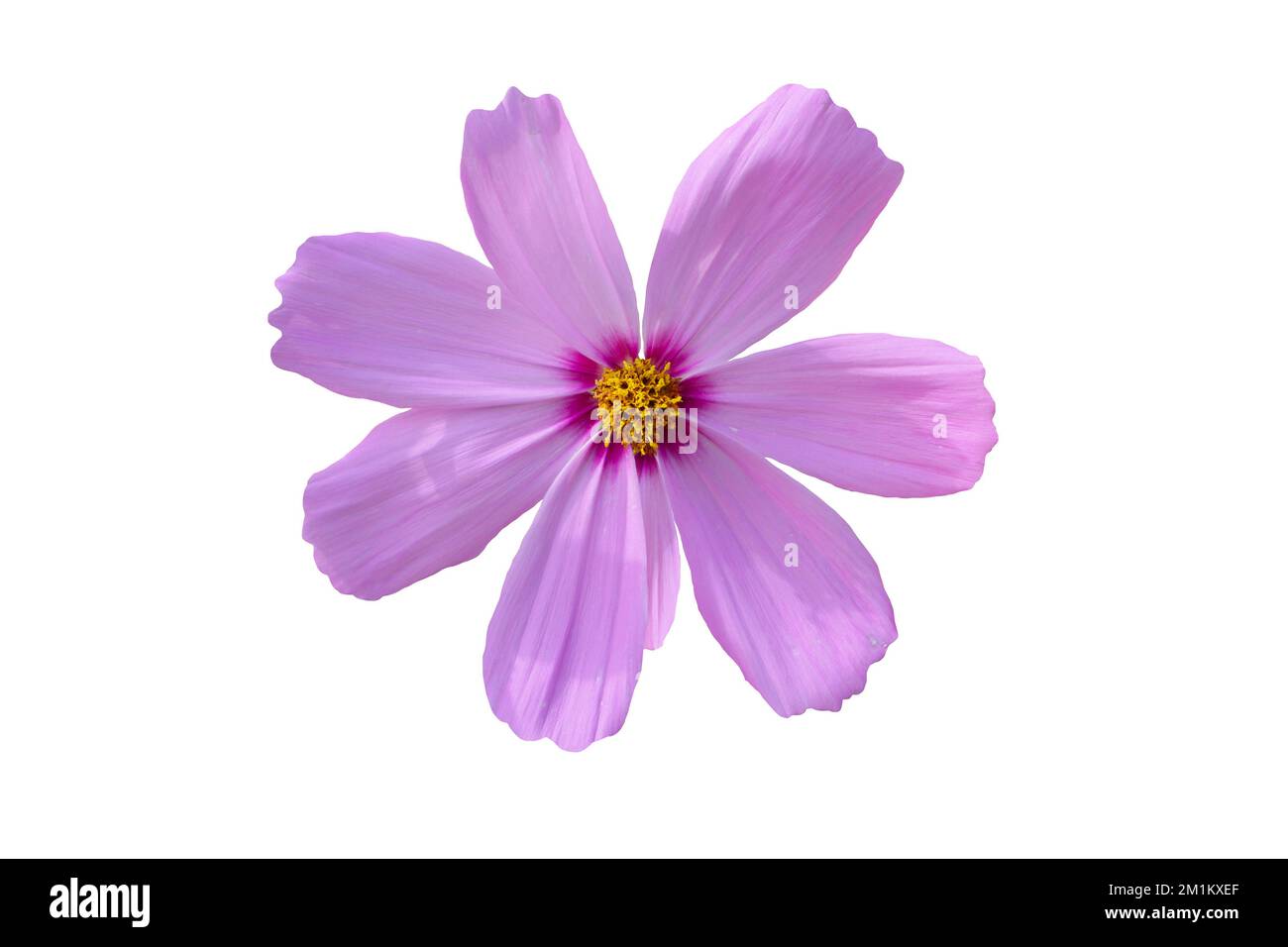 flower isolated on white background Stock Photo - Alamy
