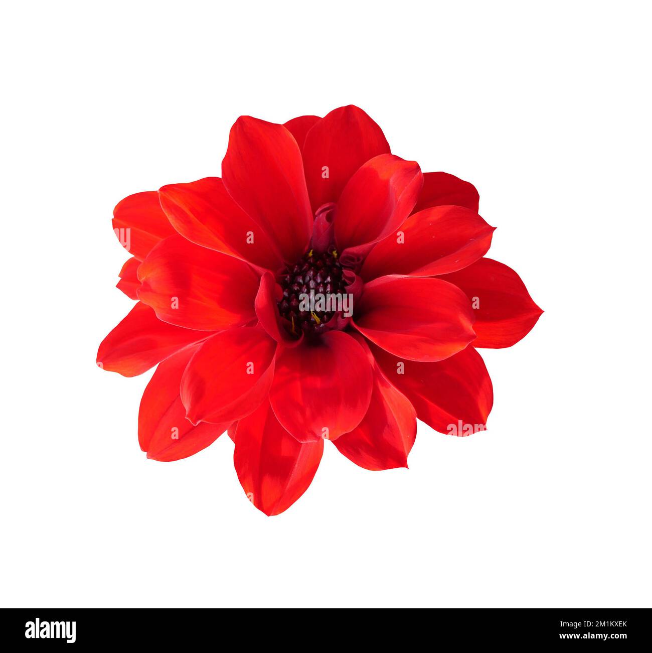 flower isolated on white background Stock Photo - Alamy