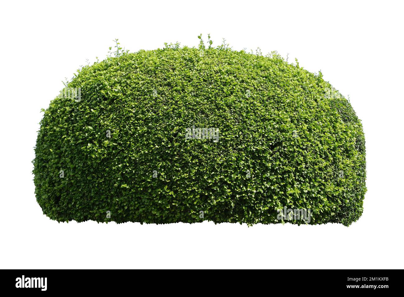 Green bush isolated on white background Stock Photo - Alamy