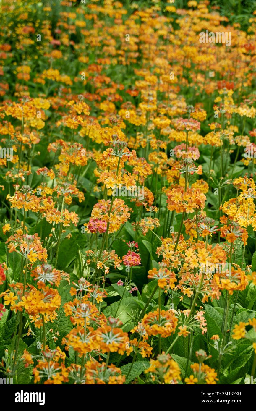 Candelabra primulas primula hi-res stock photography and images - Alamy