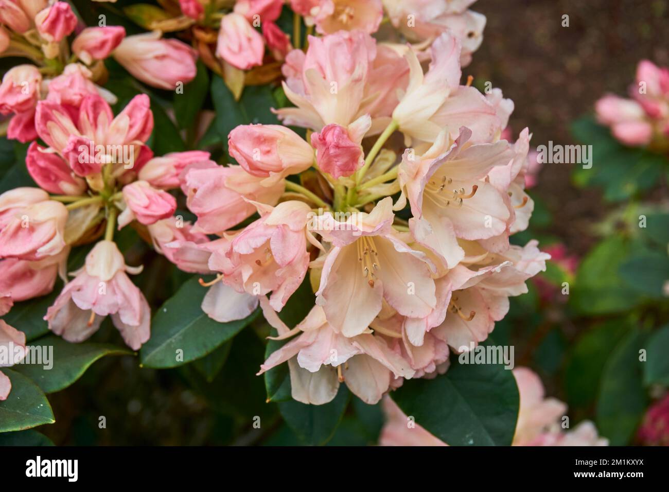 Rhododendron Nancy Evans in flower Stock Photo - Alamy