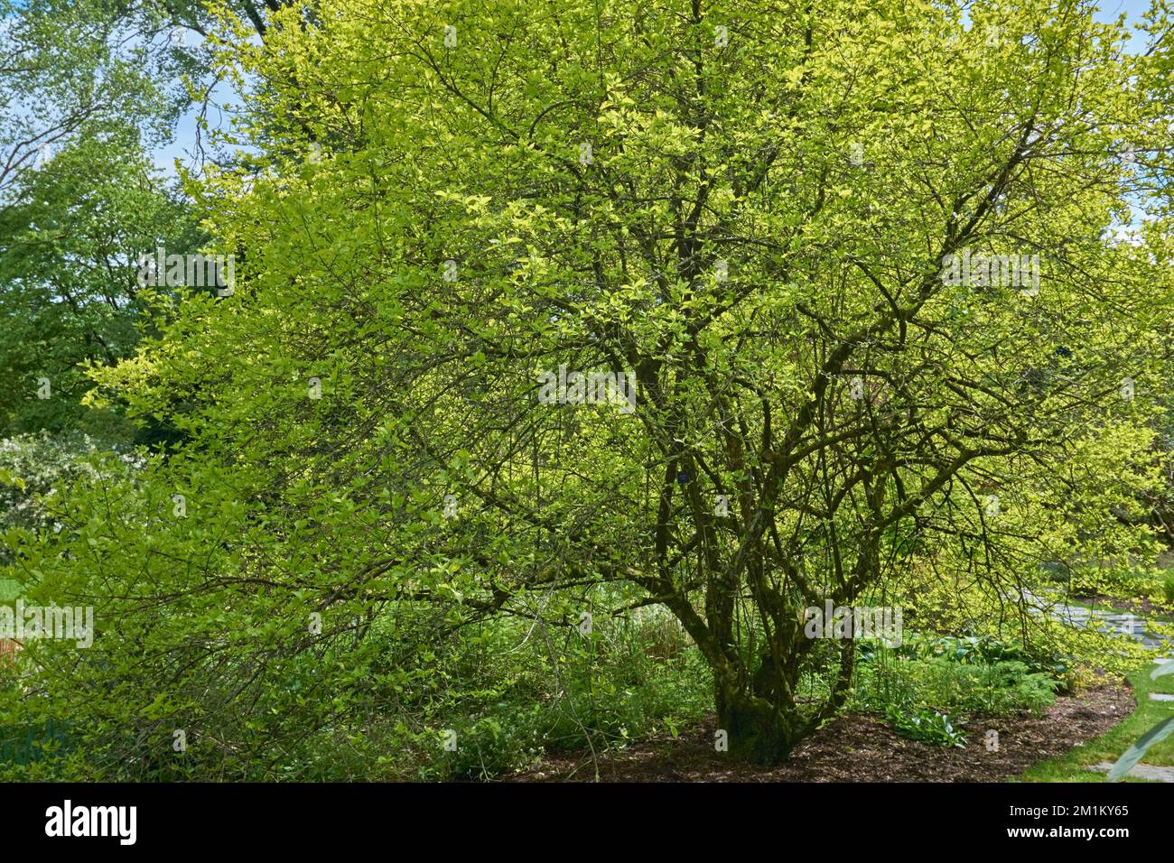 Deciduous shrub Cornus mas aurea Stock Photo - Alamy