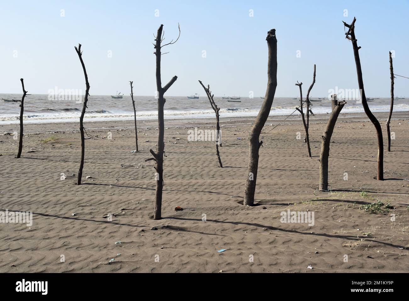 Dead leafless bare tree trunk silhouette embedded on beach, Survada ...