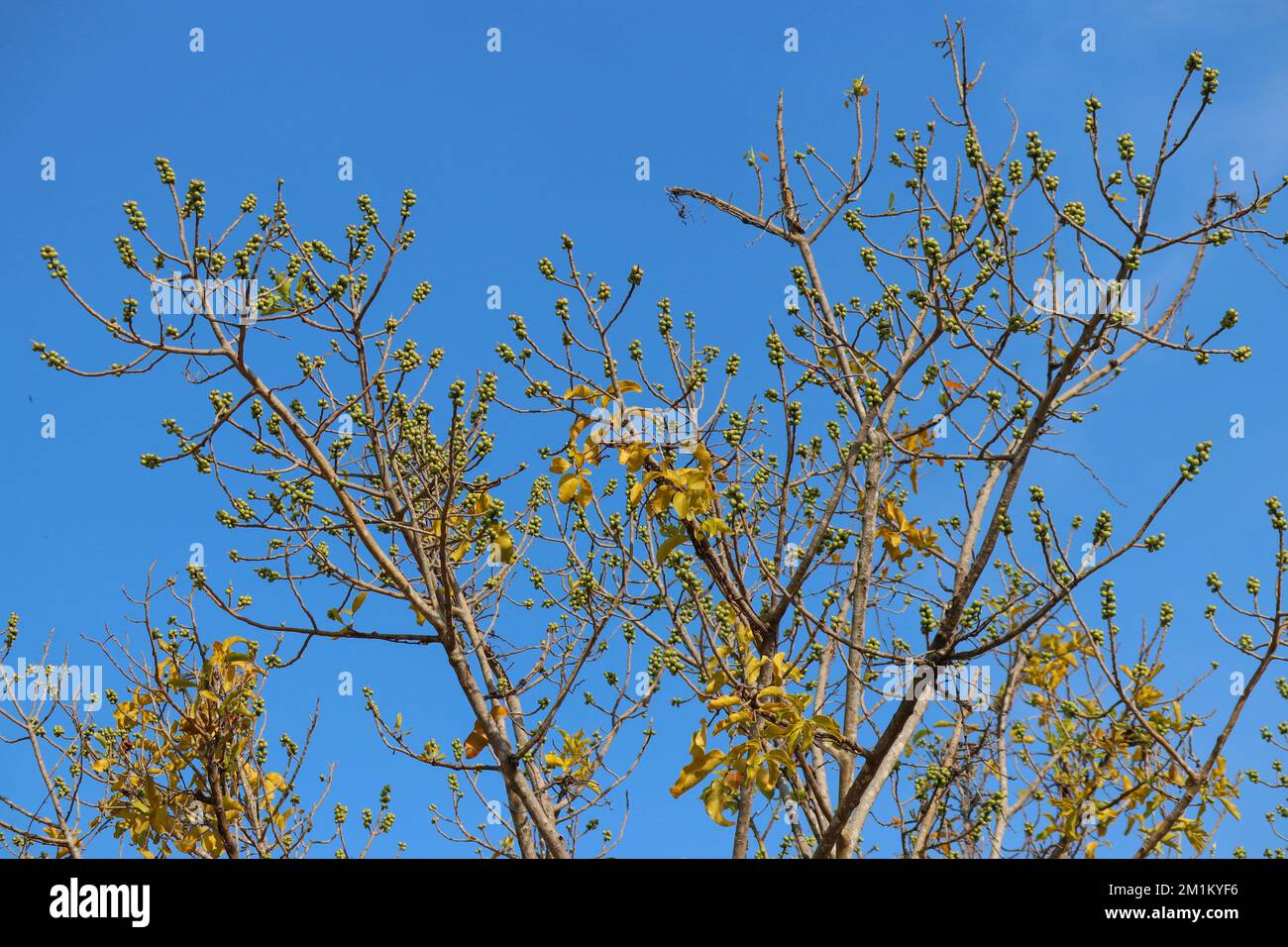 Garuga hi-res stock photography and images - Alamy