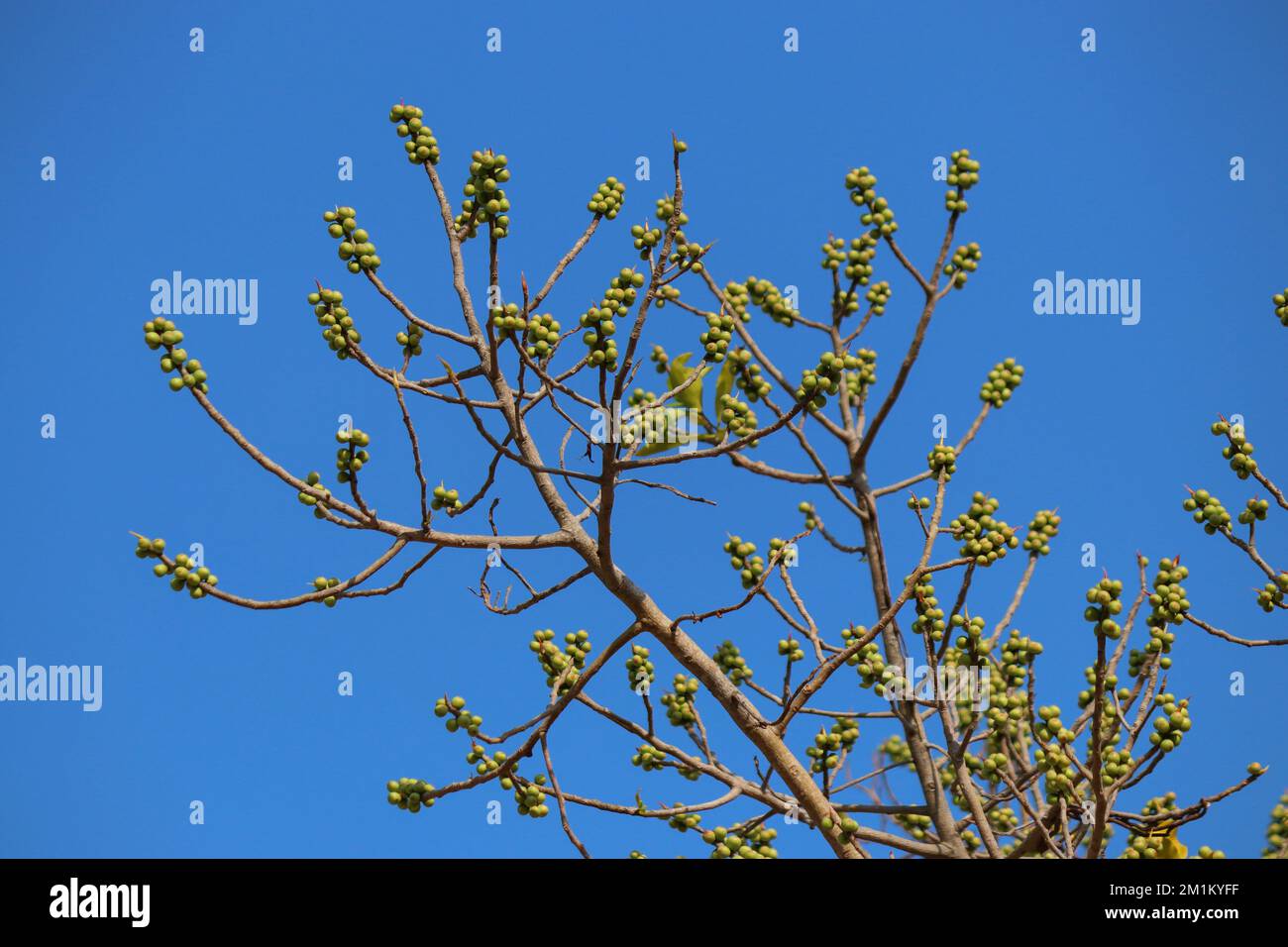 Ripe fruit of Garuga pinnata Stock Photo - Alamy