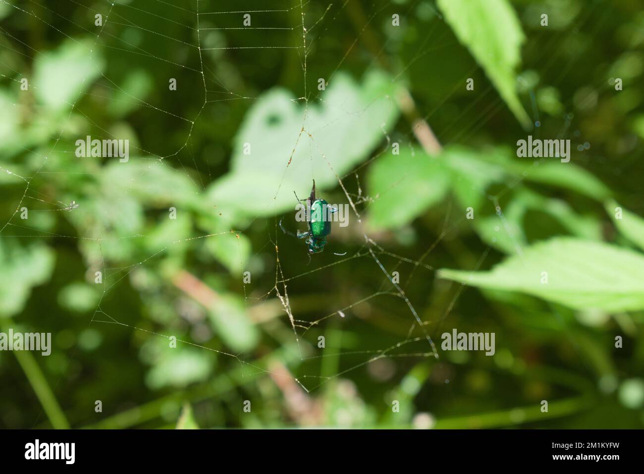 A six-spotted tiger beetle on a cobweb Stock Photo - Alamy