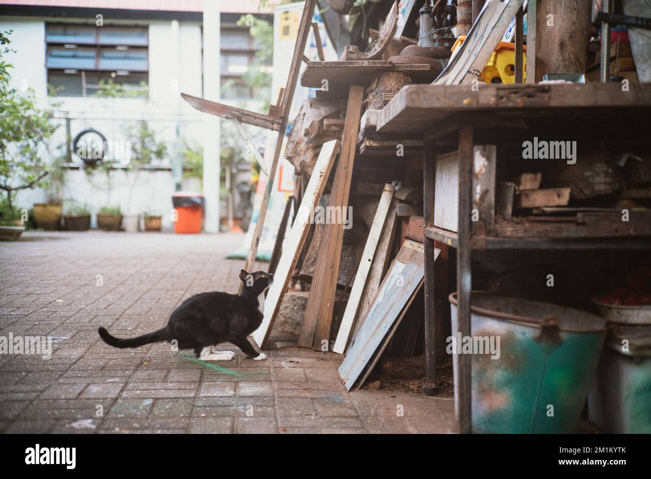 Cat jump table hi-res stock photography and images - Alamy