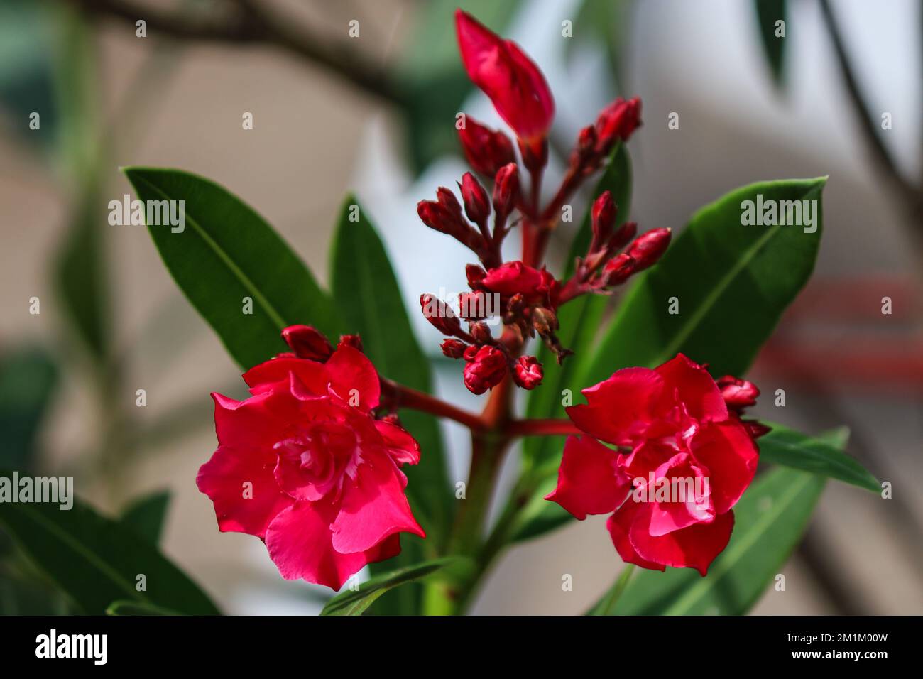 Red Nerium oleander flower blossom Stock Photo - Alamy