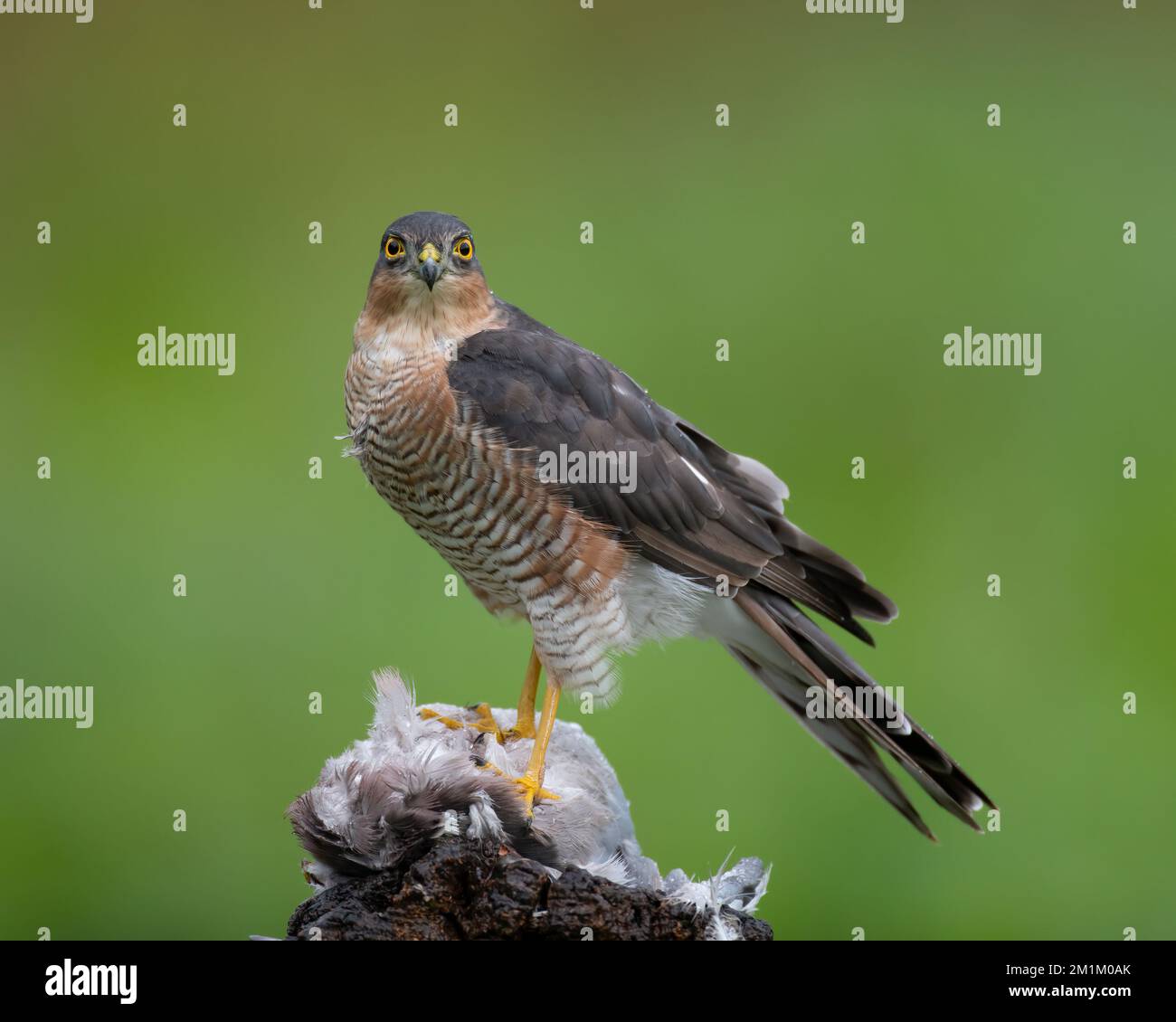 Sparrowhawk feeding on a pigeon Stock Photo - Alamy
