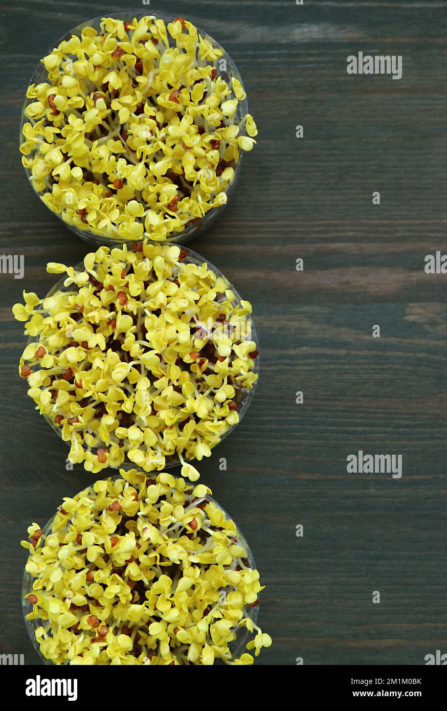 Top View of Pale Yellow Hydroponic Daikon Sprouts after Uncovered and ...
