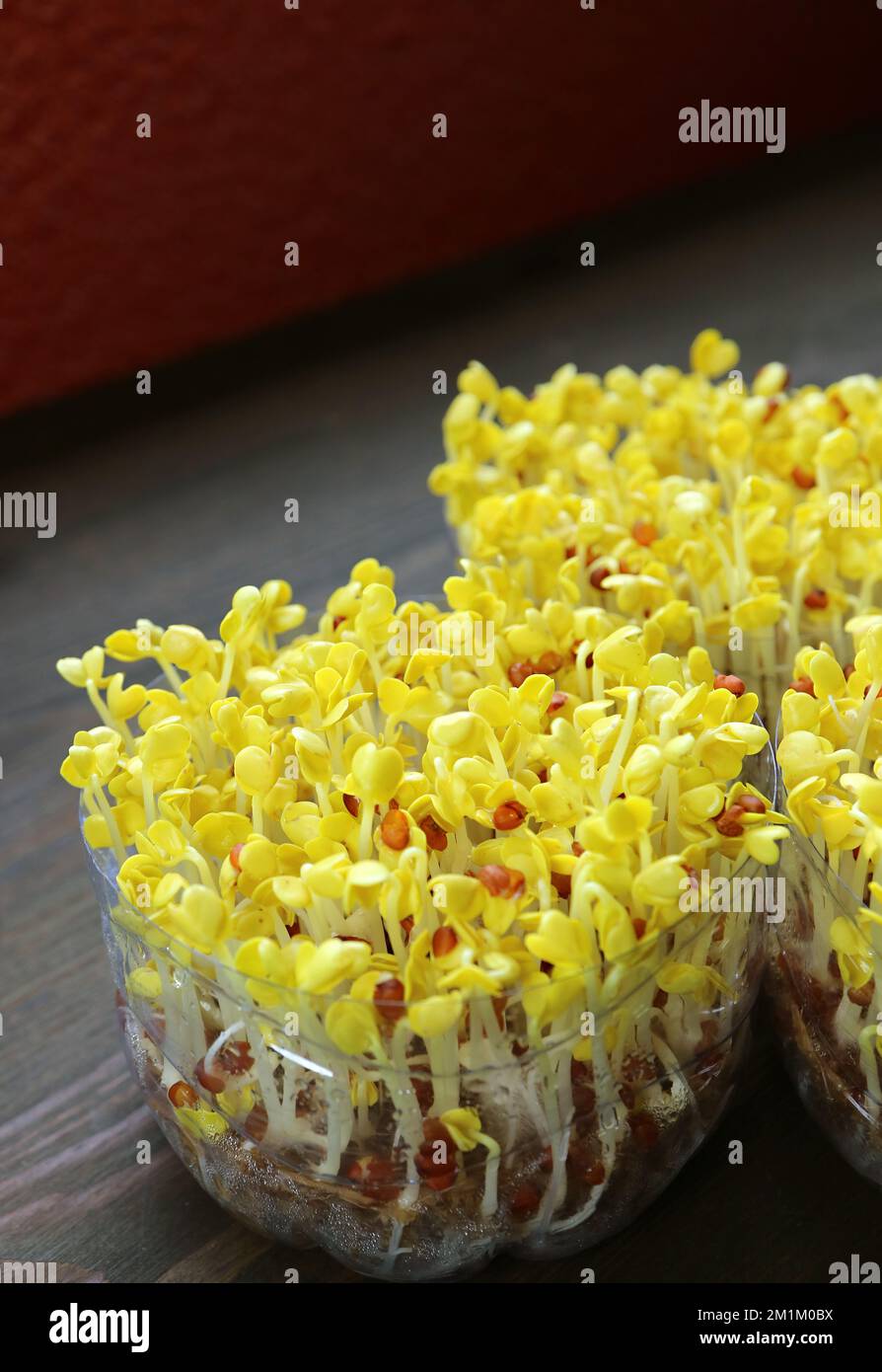 Yellow Color Japanese Daikon Sprouts after the Blackout Period Continue ...