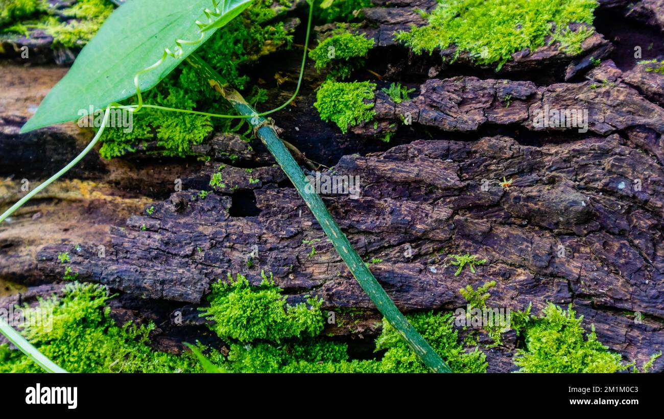 Mossy wood texture as background Stock Photo - Alamy