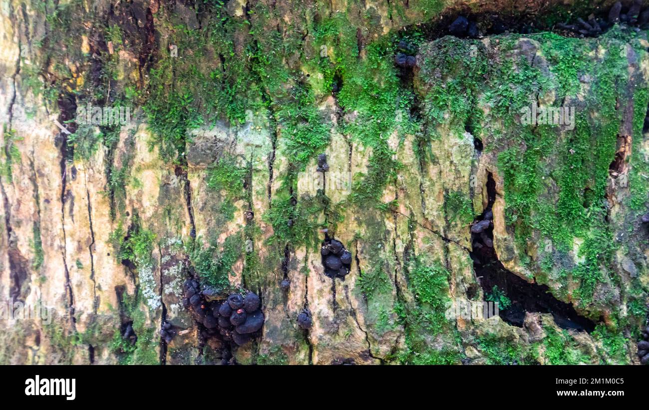 Mossy bark texture as background Stock Photo - Alamy