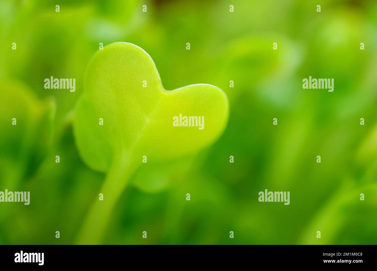 Closeup of Beautiful Heart Shaped Japanese Radish Microgreens or ...
