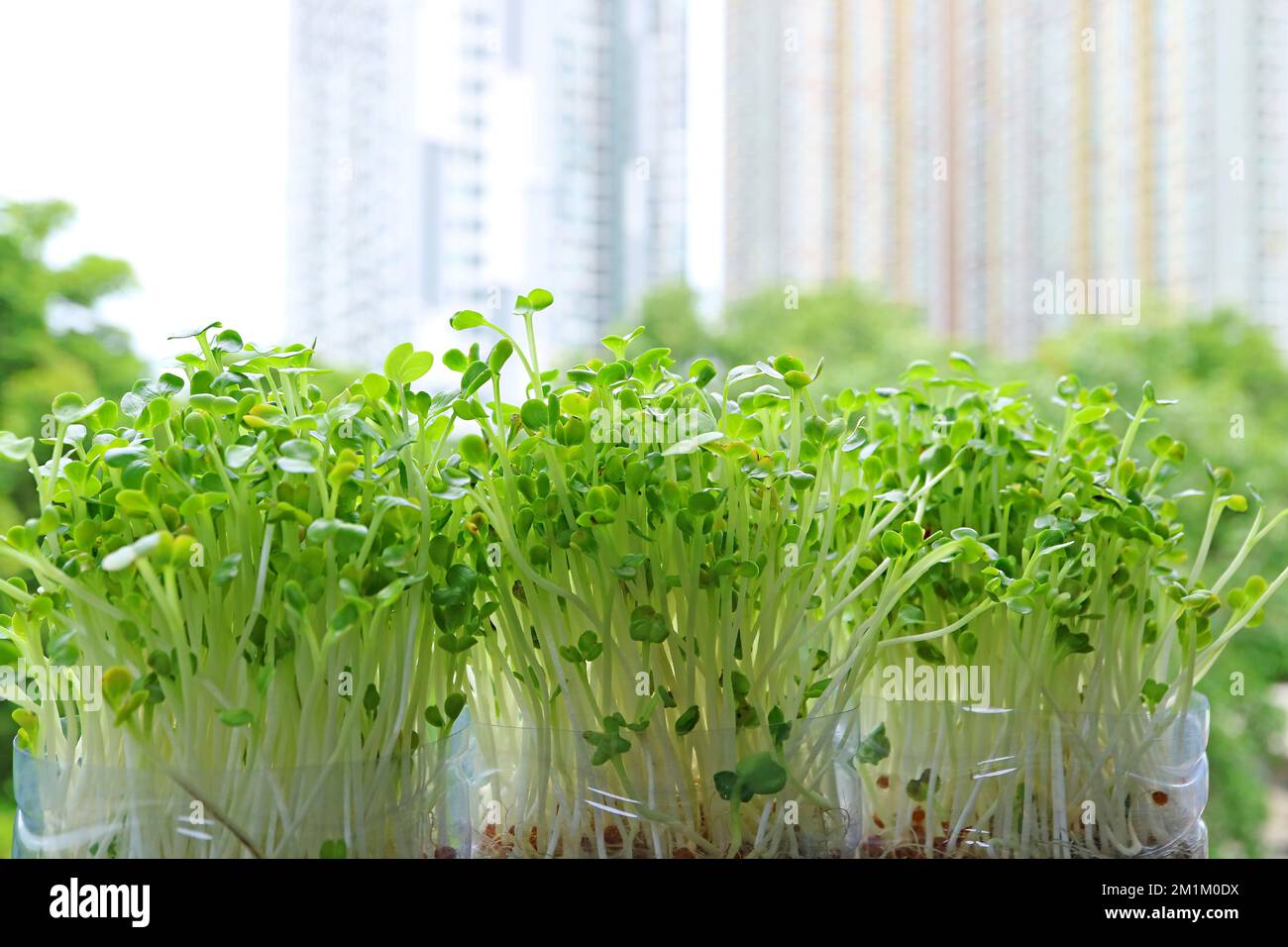 Hydroponic Daikon Microgreens Or Kaiware Daikon Grown As Urban