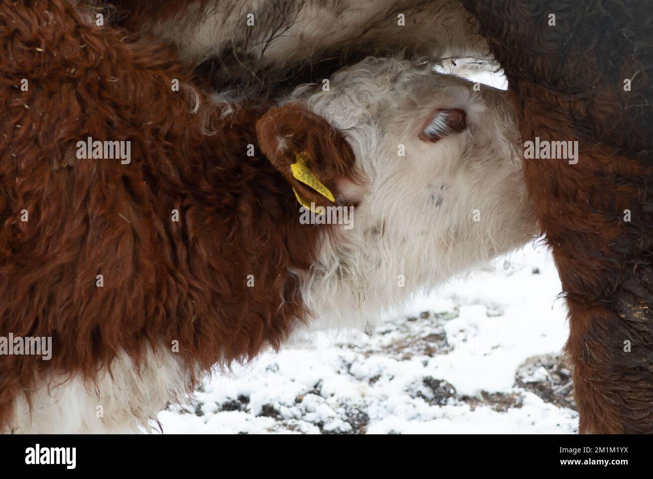 Baby animals in snow uk hi-res stock photography and images - Alamy