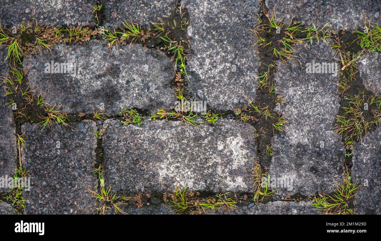 paving block texture with weeds in the gaps in the background Stock ...