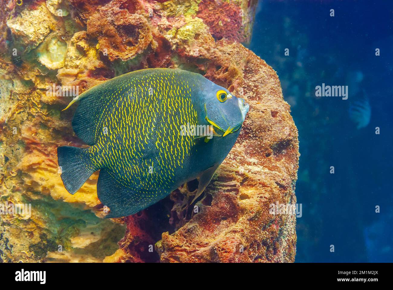 Adult French Angel Fish swimming under a pier next to a pillar Stock ...