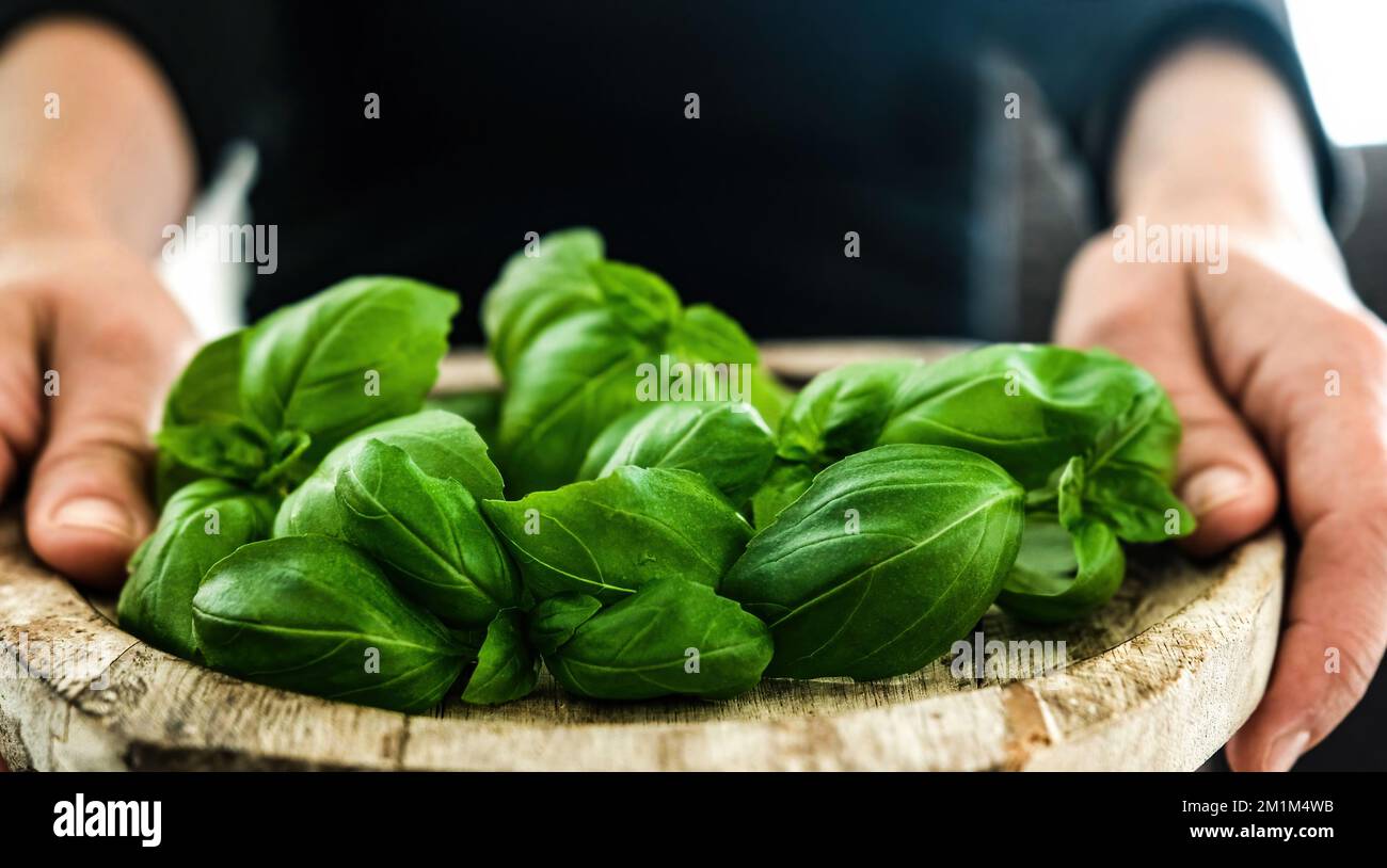Fresh green basil leaves on a wooden board in hands Stock Photo - Alamy
