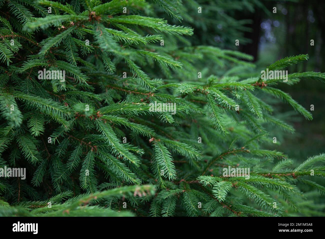 Christmas tree natural beauty hi-res stock photography and images - Alamy