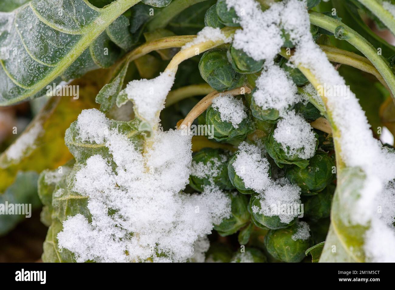 Asda fruit vegetables hi-res stock photography and images - Alamy
