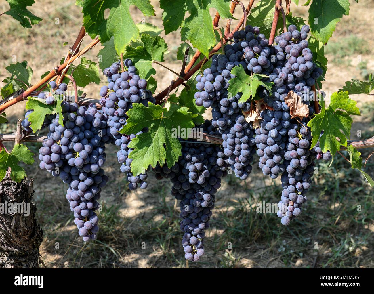 Beautiful bunch of black nebbiolo grapes with green leaves in the ...