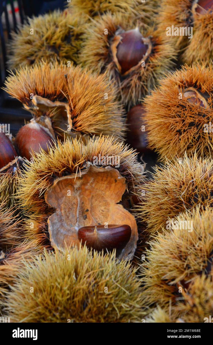 Chestnut harvest close up with the nutshell, exotic food Stock Photo ...