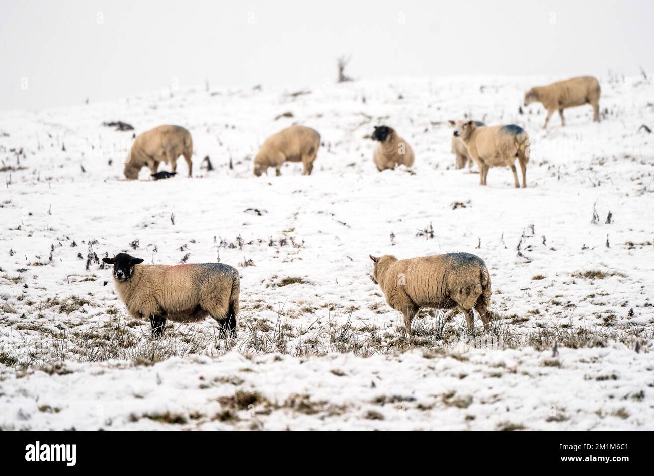 Sheep in snowy conditions in the Peak District as snow and ice swept ...