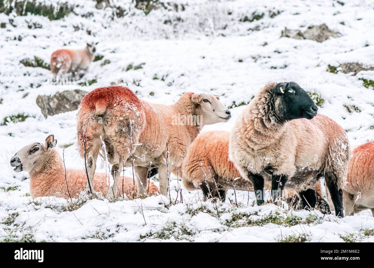 Sheep in snowy conditions in the Peak District as snow and ice swept ...