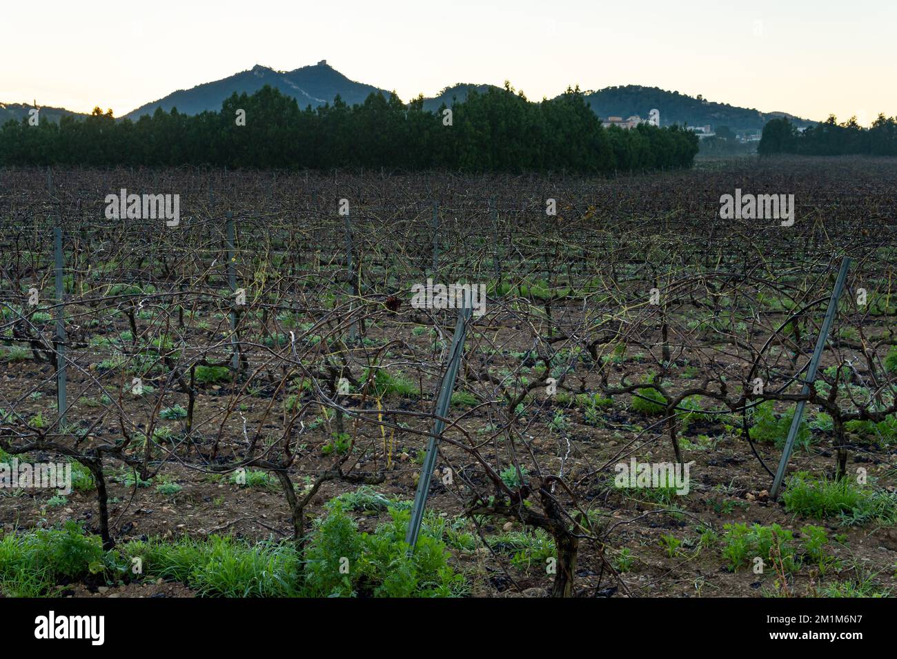 Vineyard plantation at dawn on a wet winter morning, in the interior of ...