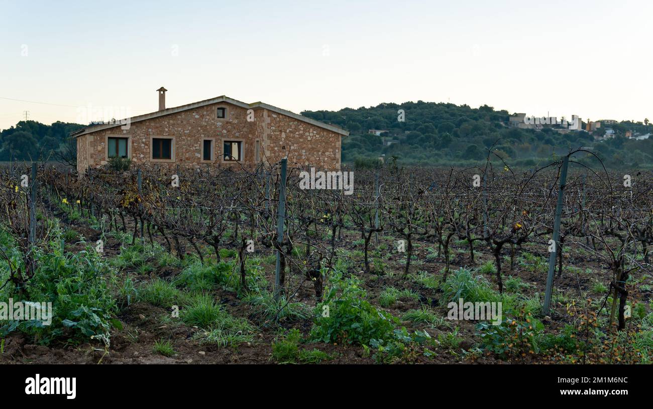 Vineyard plantation at dawn on a wet winter morning, in the interior of ...