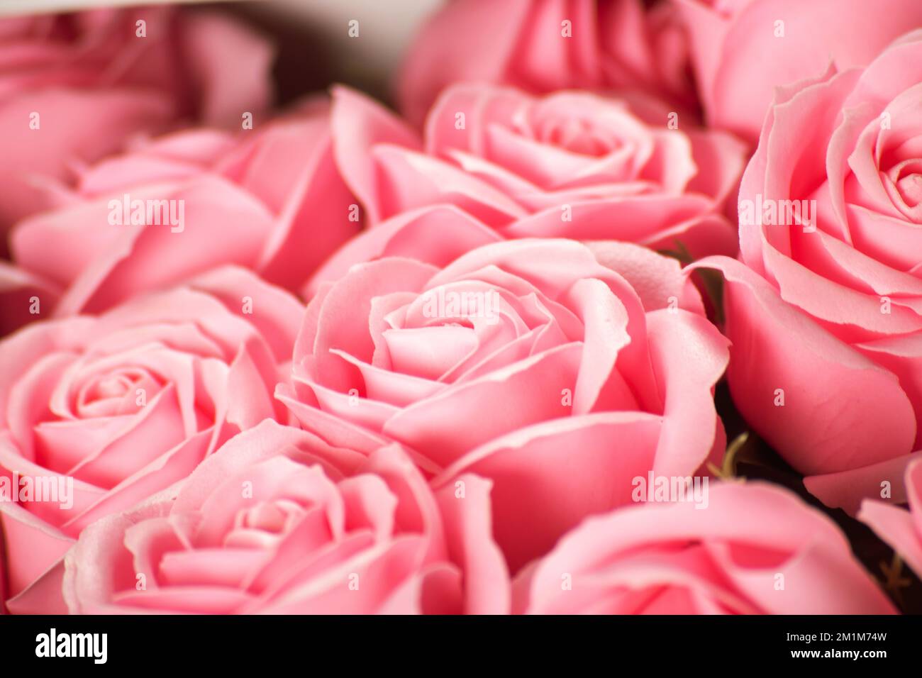 Fresh pink rose detail texture Stock Photo - Alamy