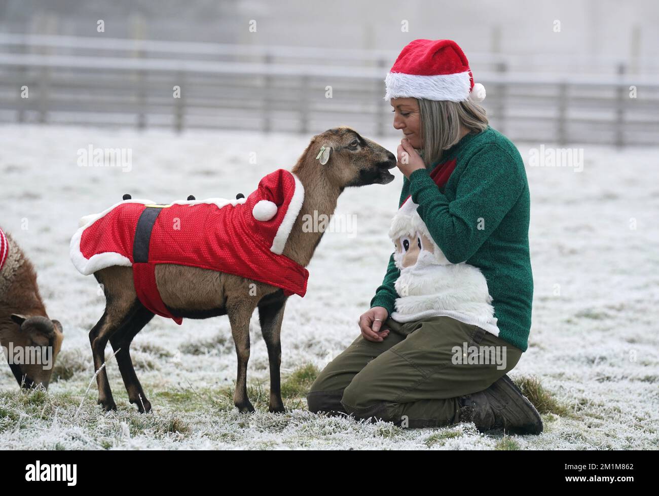 Pets Farm Keeper Carolyn Booth at Blair Drummond Safari Park feeds ...