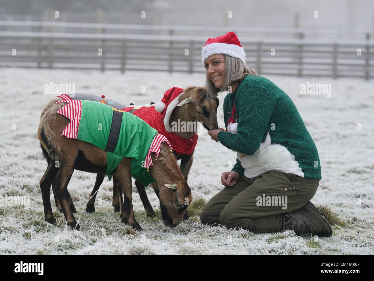 Pets Farm Keeper Carolyn Booth at Blair Drummond Safari Park feeds ...
