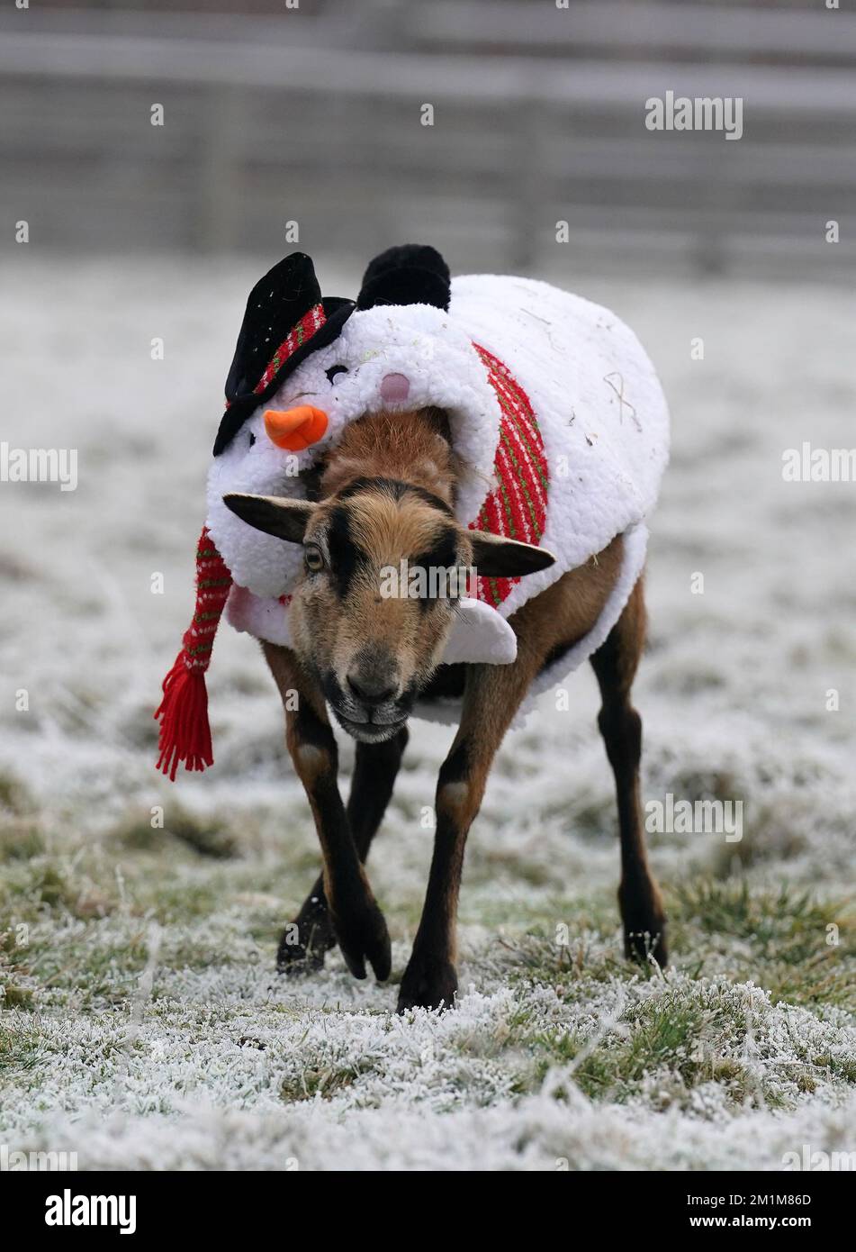 Cameroon sheep wearing their very own Christmas jumpers as temperatures ...