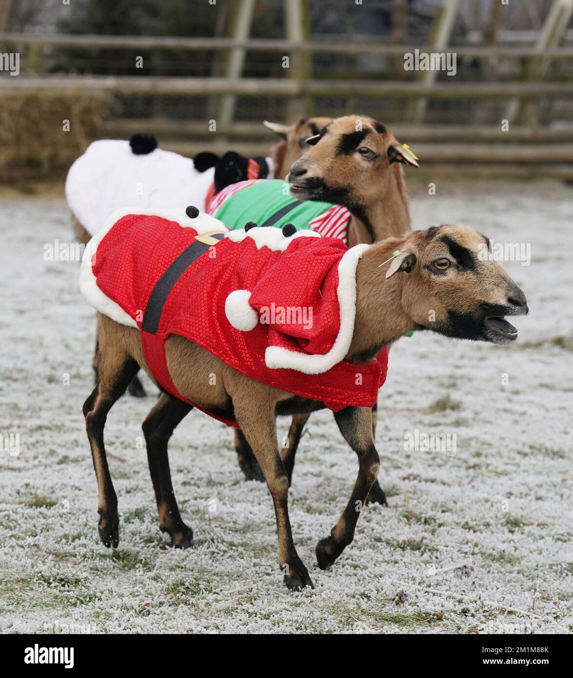 Cameroon sheep wearing their very own Christmas jumpers as temperatures ...
