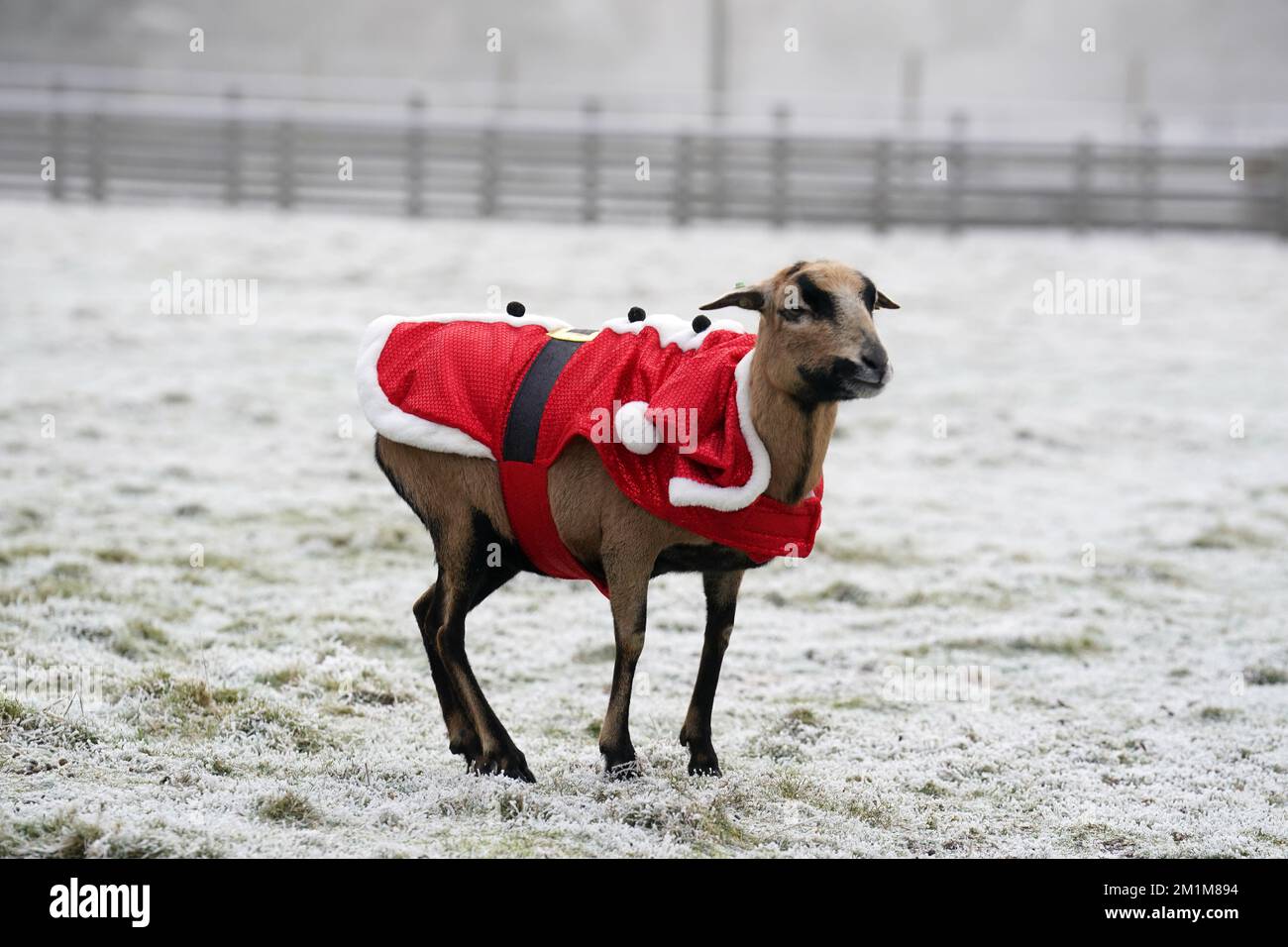 Cameroon sheep wearing their very own Christmas jumpers as temperatures ...